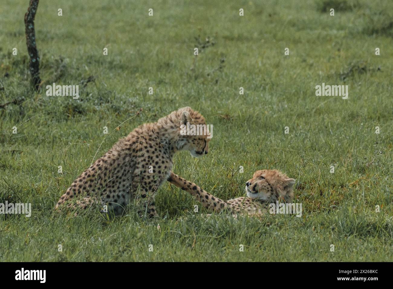 Young cheetahs hone their skills through play in the lush Masai Mara ...