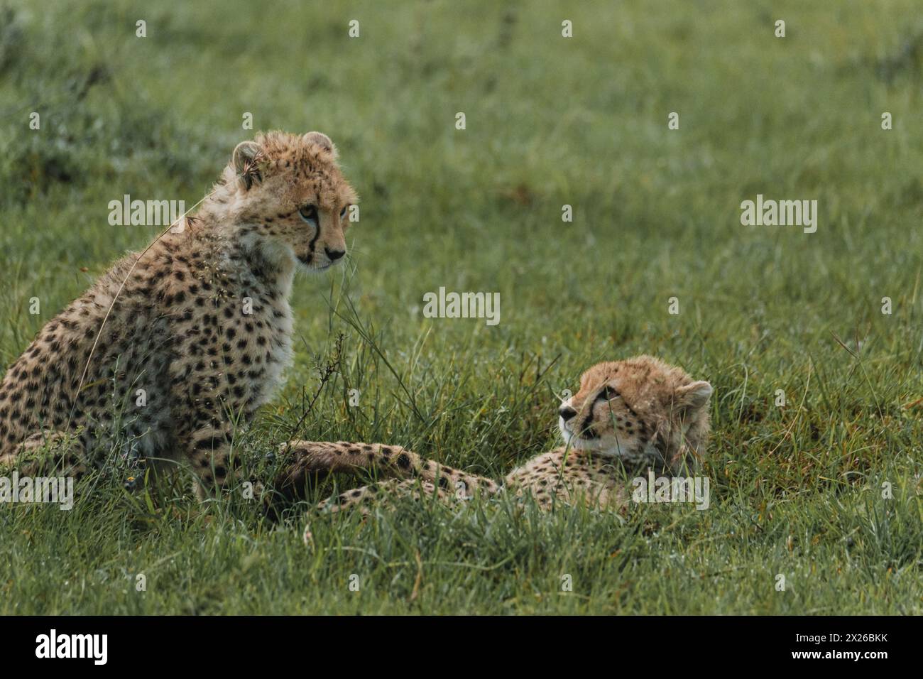 Young cheetahs hone their skills through play in the lush Masai Mara ...
