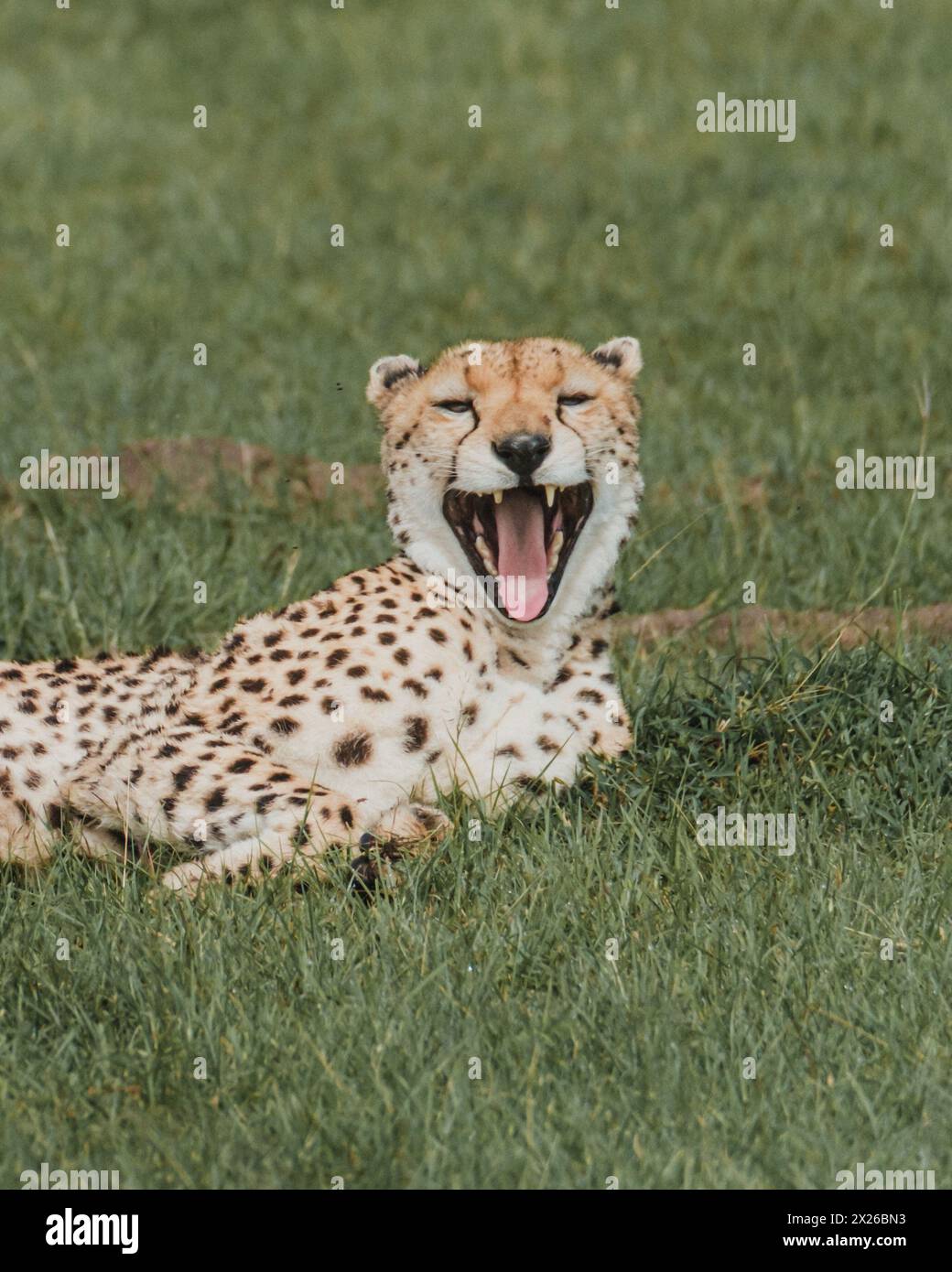 Cheetah vocalization hi-res stock photography and images - Alamy