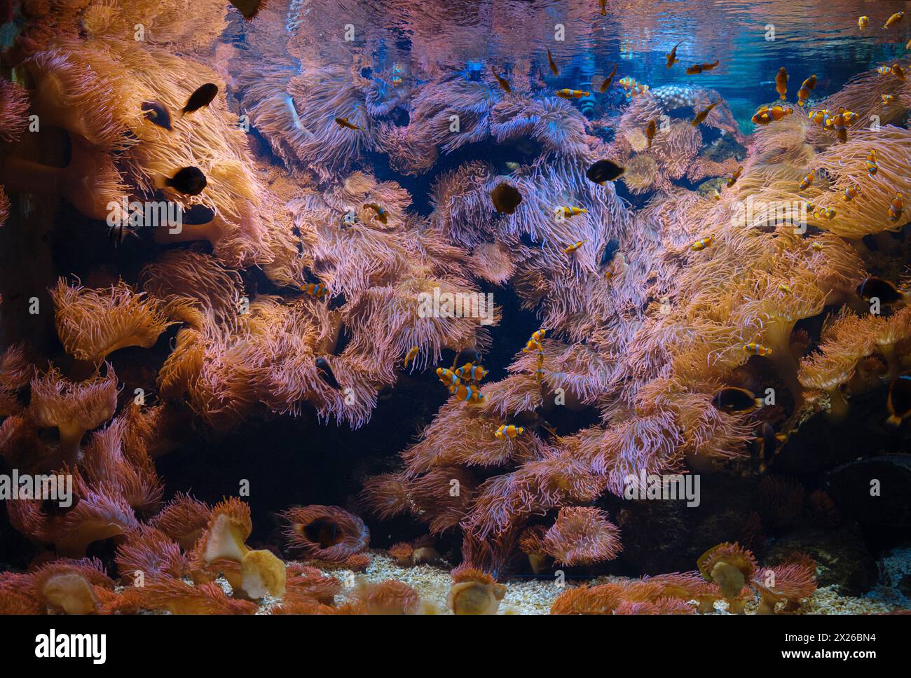 Tropical fish in aquarium, walk in Frankfurt Zoological garden, founded ...