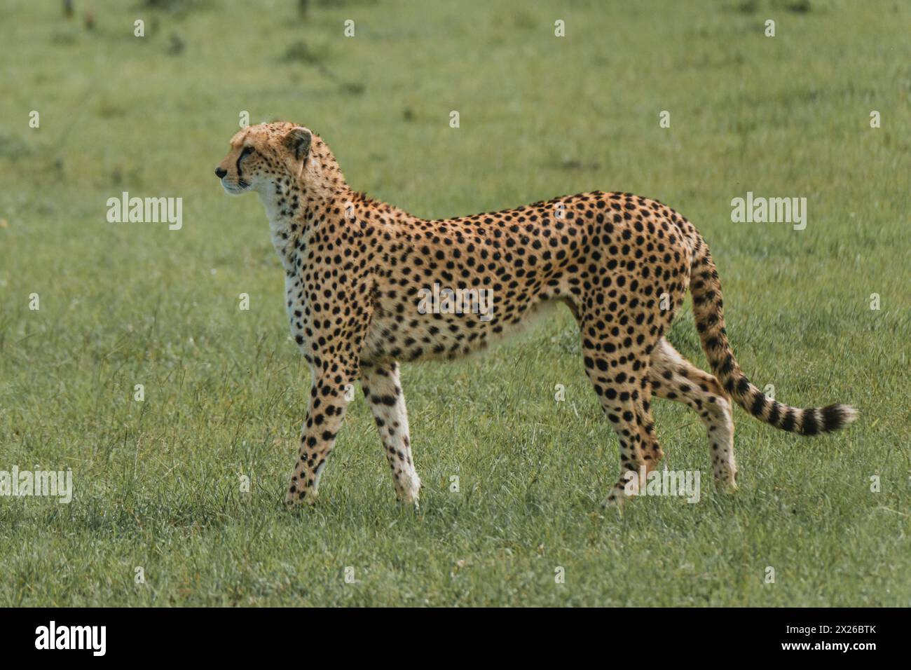 Cheetah in stride across the lush Masai Mara plains Stock Photo - Alamy