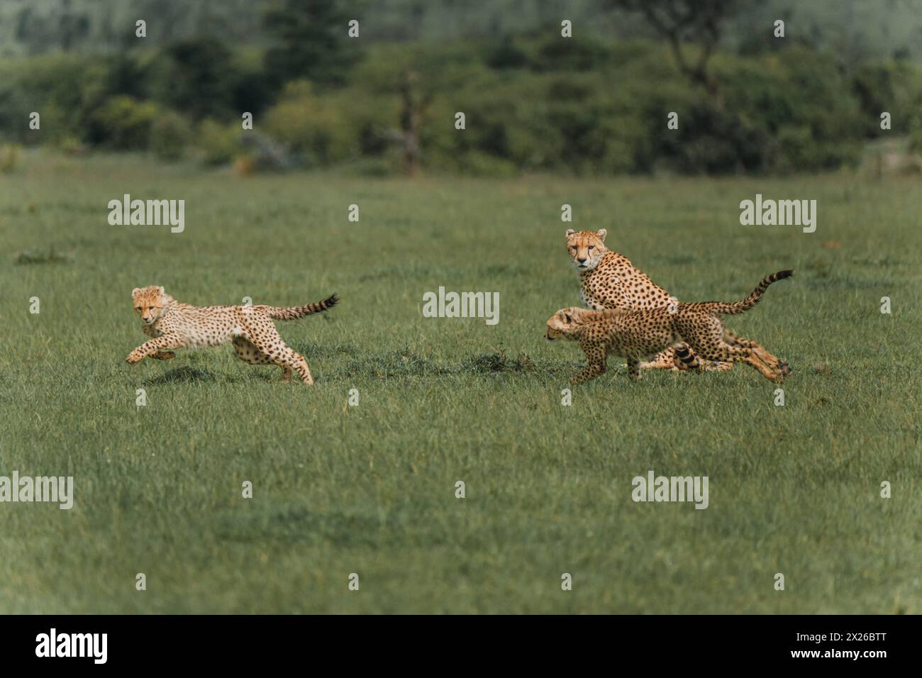 Playful cheetah siblings engage on the Masai Mara grasslands Stock ...