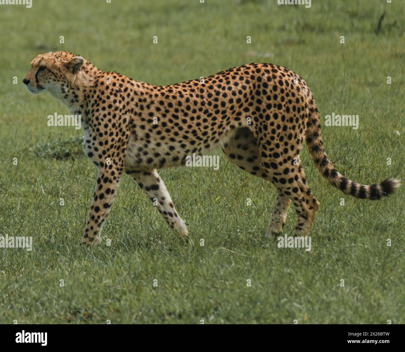 Cheetah stride hi-res stock photography and images - Alamy