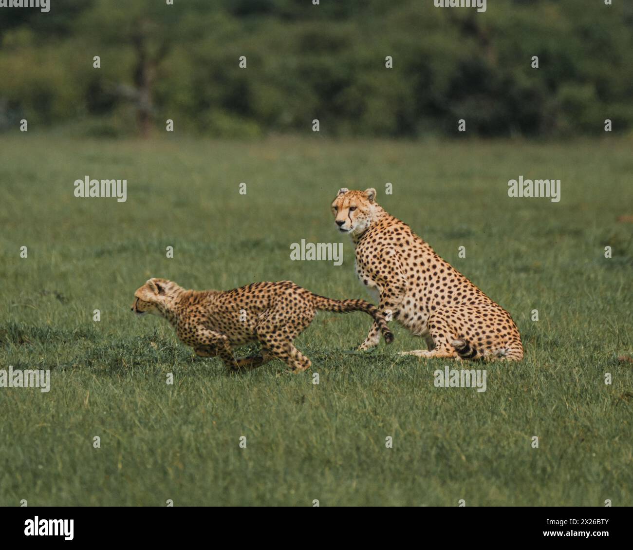 Playful cheetah siblings engage on the Masai Mara grasslands Stock ...