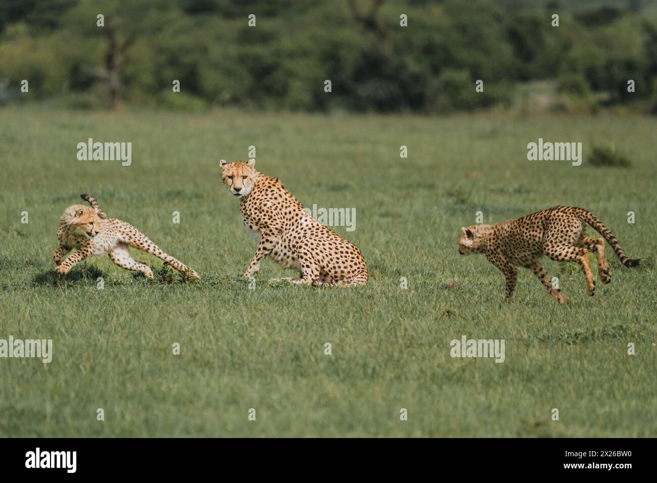Playful cheetah siblings engage on the Masai Mara grasslands Stock ...