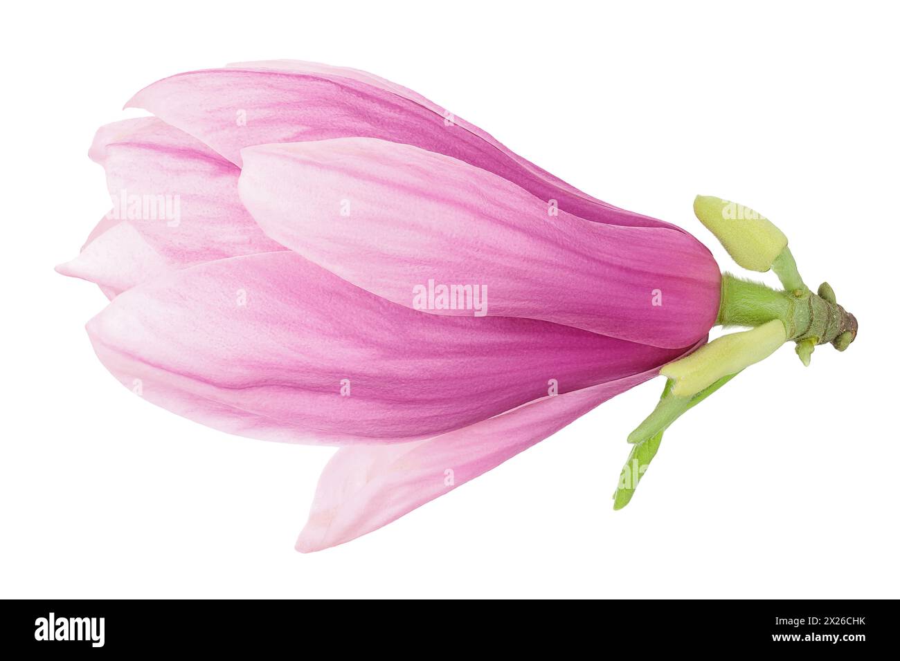 Pink magnolia flower isolated on white background with full depth of ...