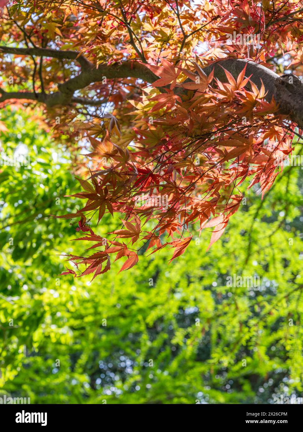 Looking up at the canopy of a Japanese Maple tree as the sun peeks ...