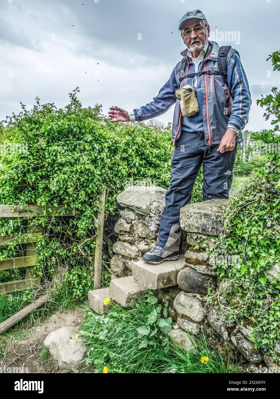 Example of an old stepped wall stile, but there's nothing to hold onto ...