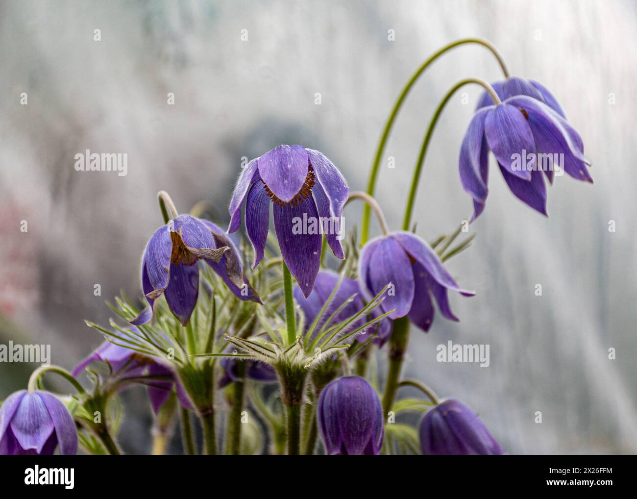 beautiful blue primrose flowers, spring flowers, primrose Pulsatilla ...