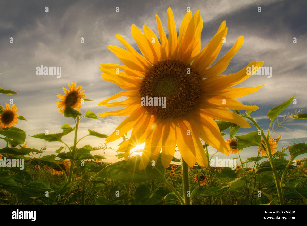 Sunflower production areas hi-res stock photography and images - Alamy