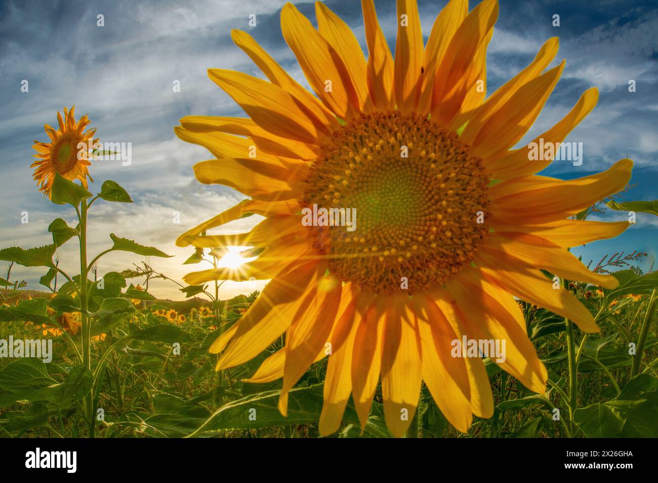 Sunflower production areas hi-res stock photography and images - Alamy