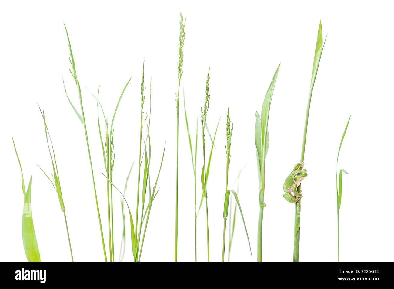 Fine art photography european Cut Out Stock Images & Pictures - Alamy