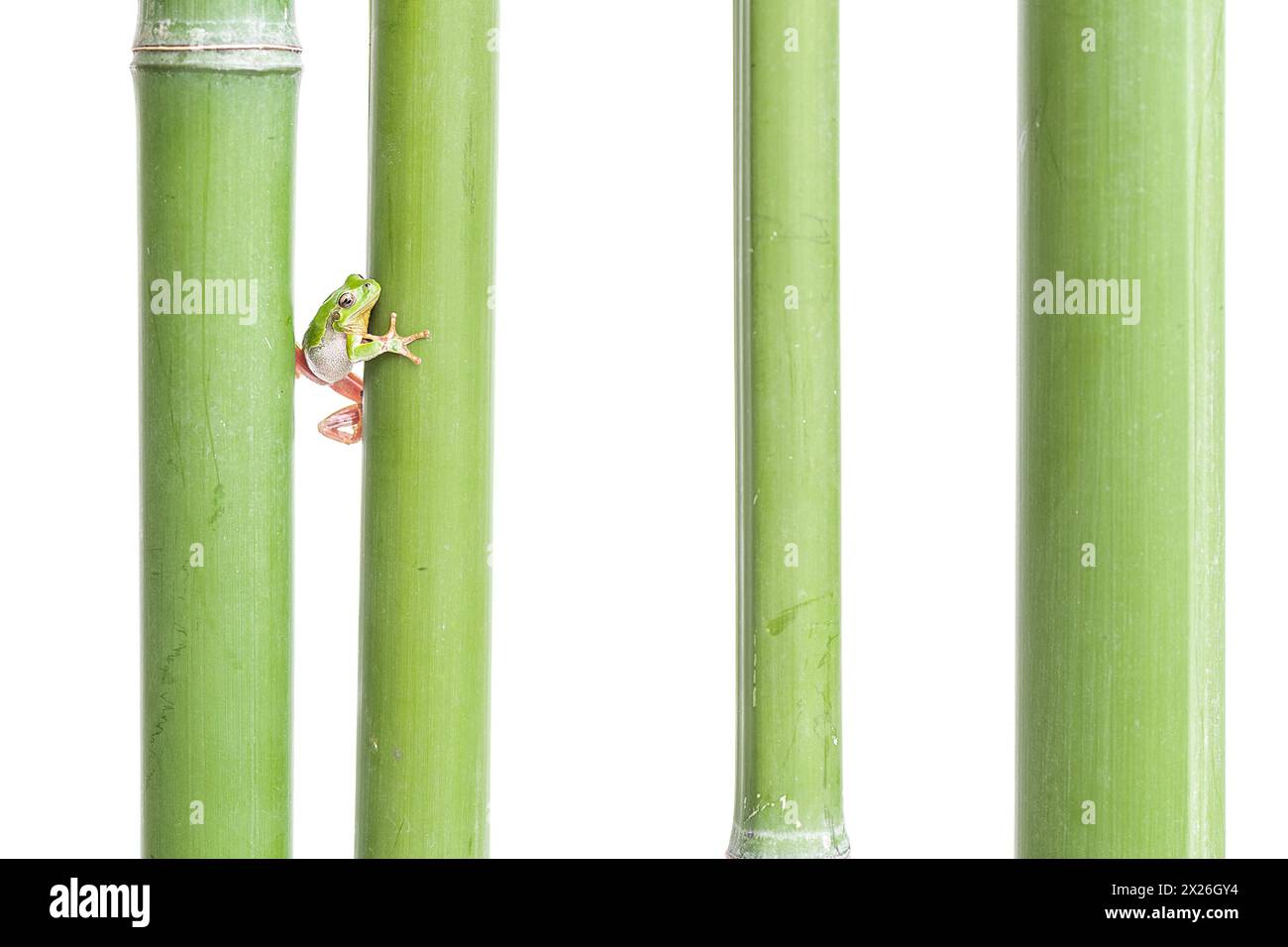 The Italian tree frog among the bamboo canes (Hyla intermedia Stock ...