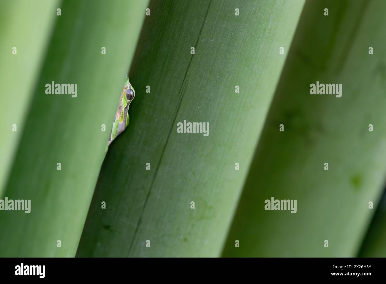 Fine art portrait of European tree frog among the bamboo canes (Hyla ...