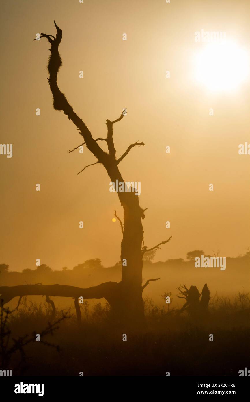 Dead tree sunset botswana hi-res stock photography and images - Alamy
