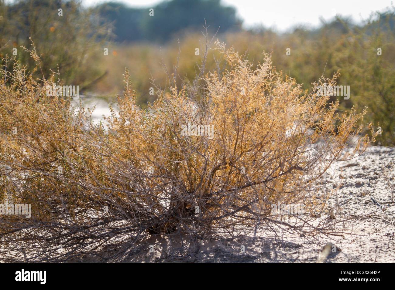Park shrub land hi-res stock photography and images - Alamy
