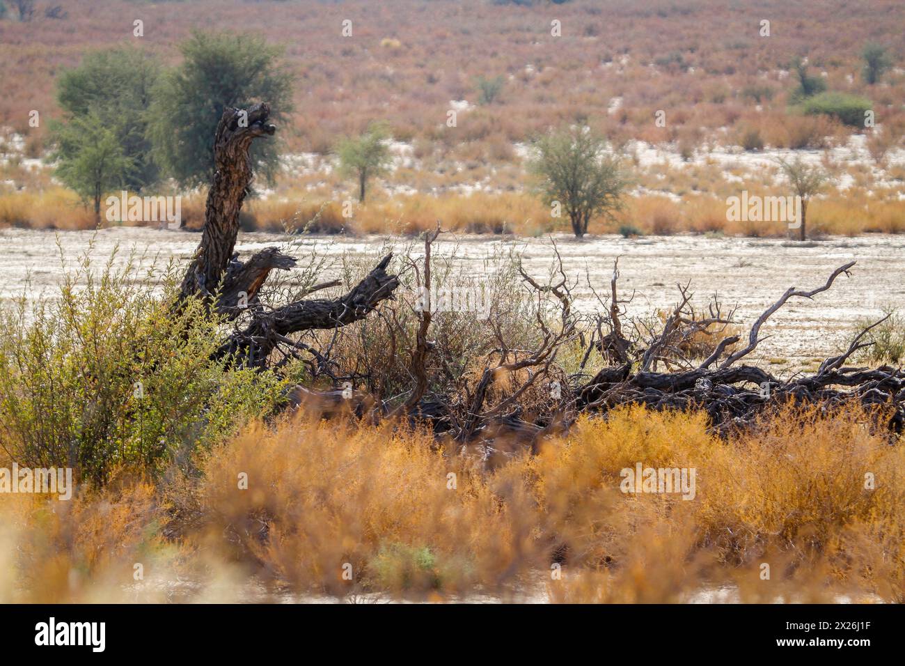Scenery with dead tree in Kgalagadi transfrontier park, South Africa ...