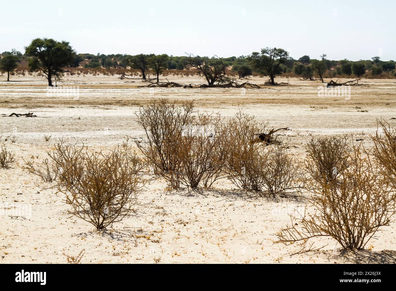 Desert scrubland hi-res stock photography and images - Alamy