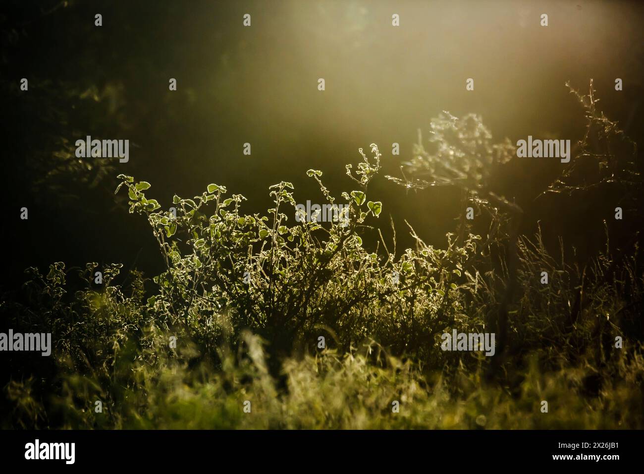 Backlit of a bush at dawn in Kruger National park, South Africa Stock ...