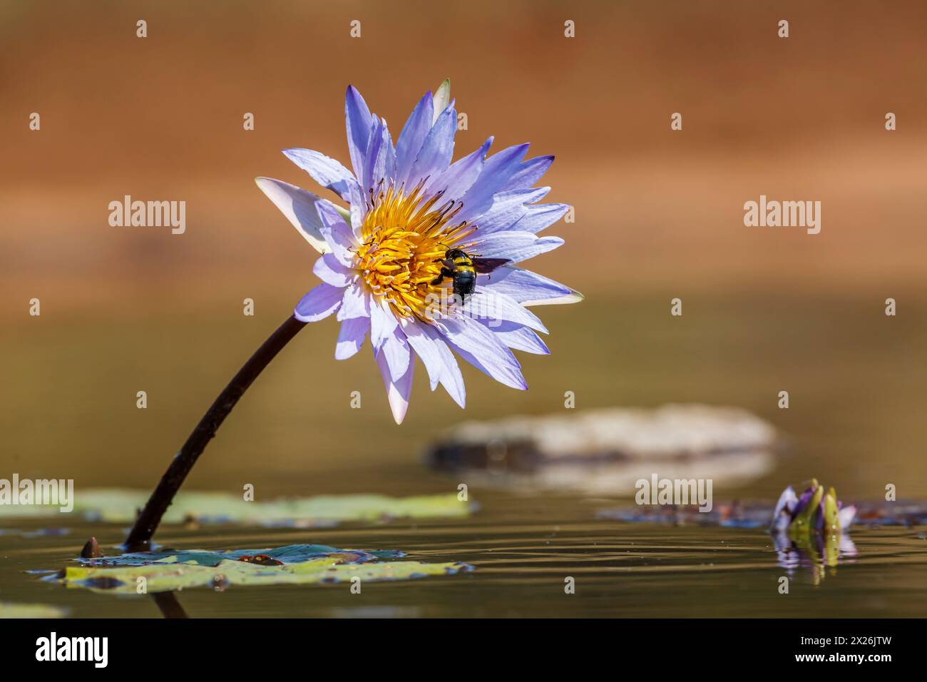 Water lily flower with flying bug in Kruger National park, South Africa ...