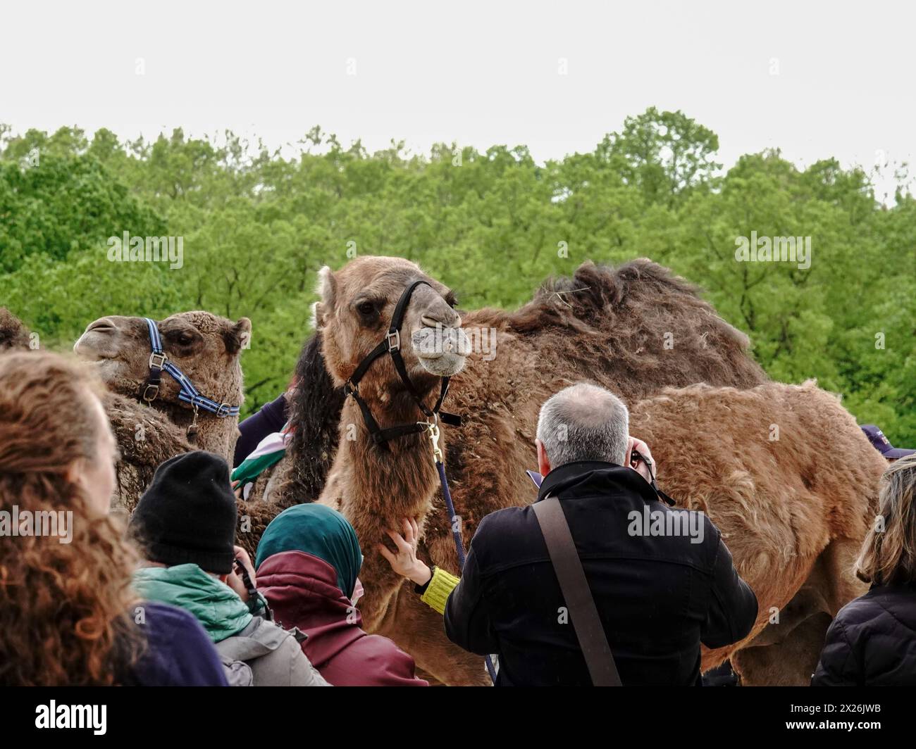 Paris, France, Europe, 20 April, 2024: Camel Parade Paris. A crowd of ...