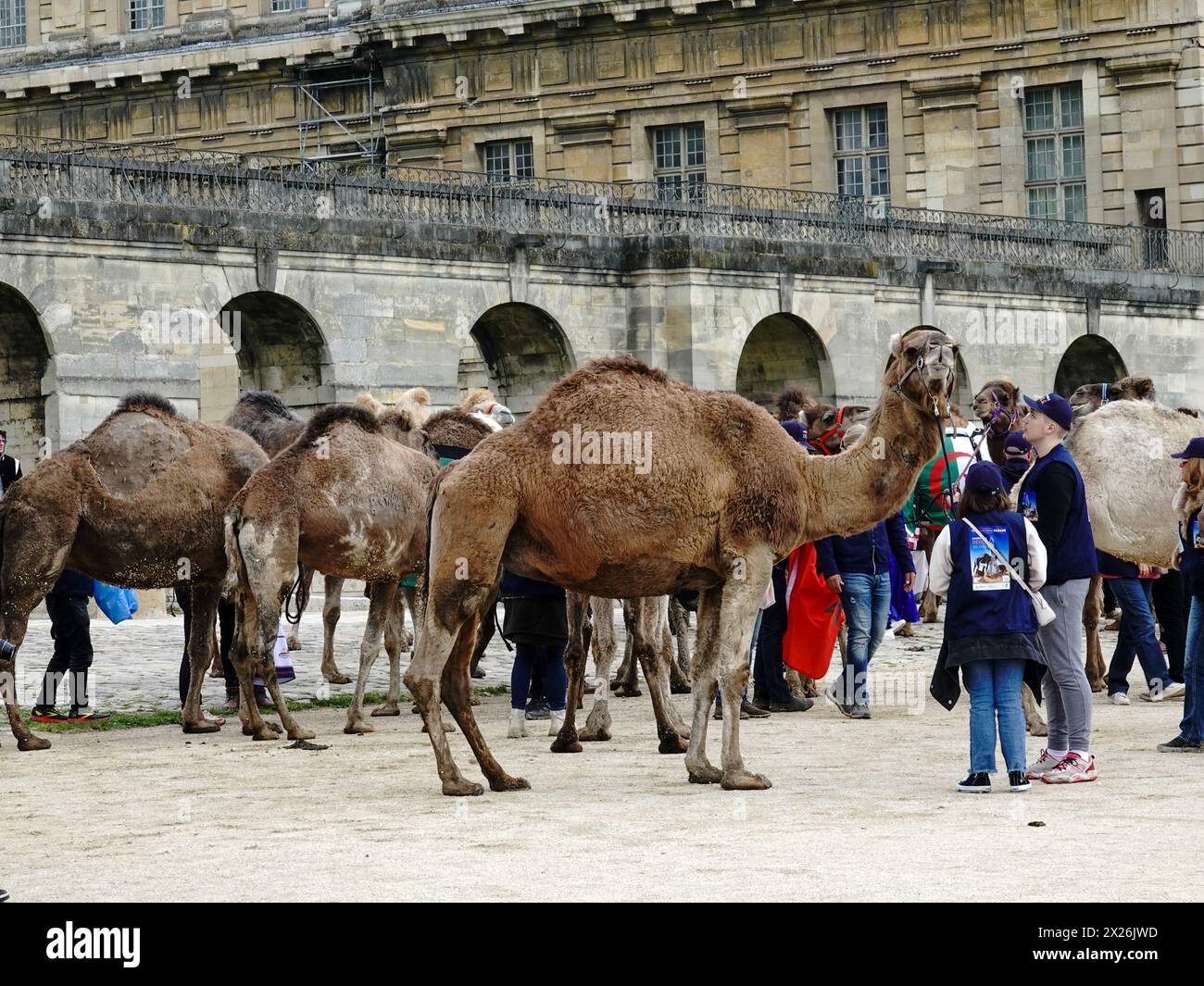 Paris, France, Europe, 20 April, 2024: Camel Parade Paris. A crowd of ...