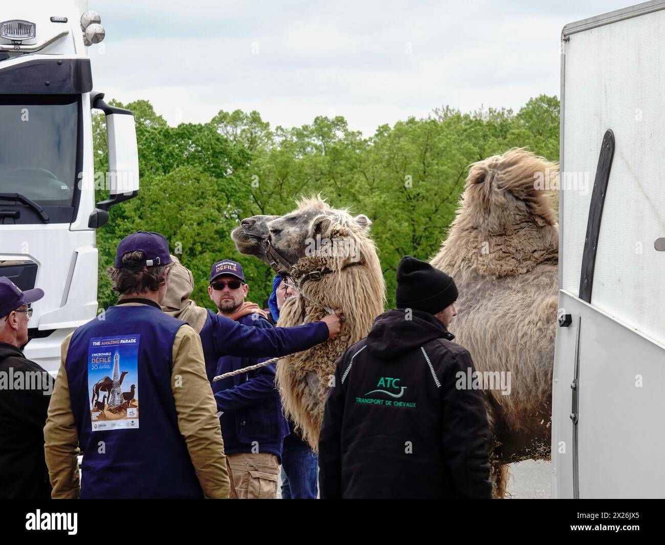Paris, France, Europe, 20 April, 2024: Camel Parade Paris. A crowd of ...