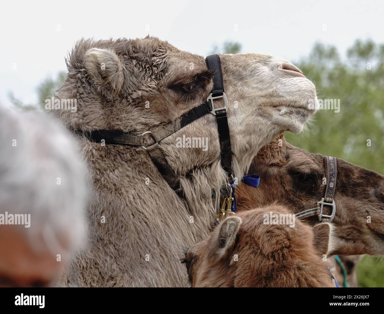 Paris, France, Europe, 20 April, 2024: Camel Parade Paris. A crowd of ...
