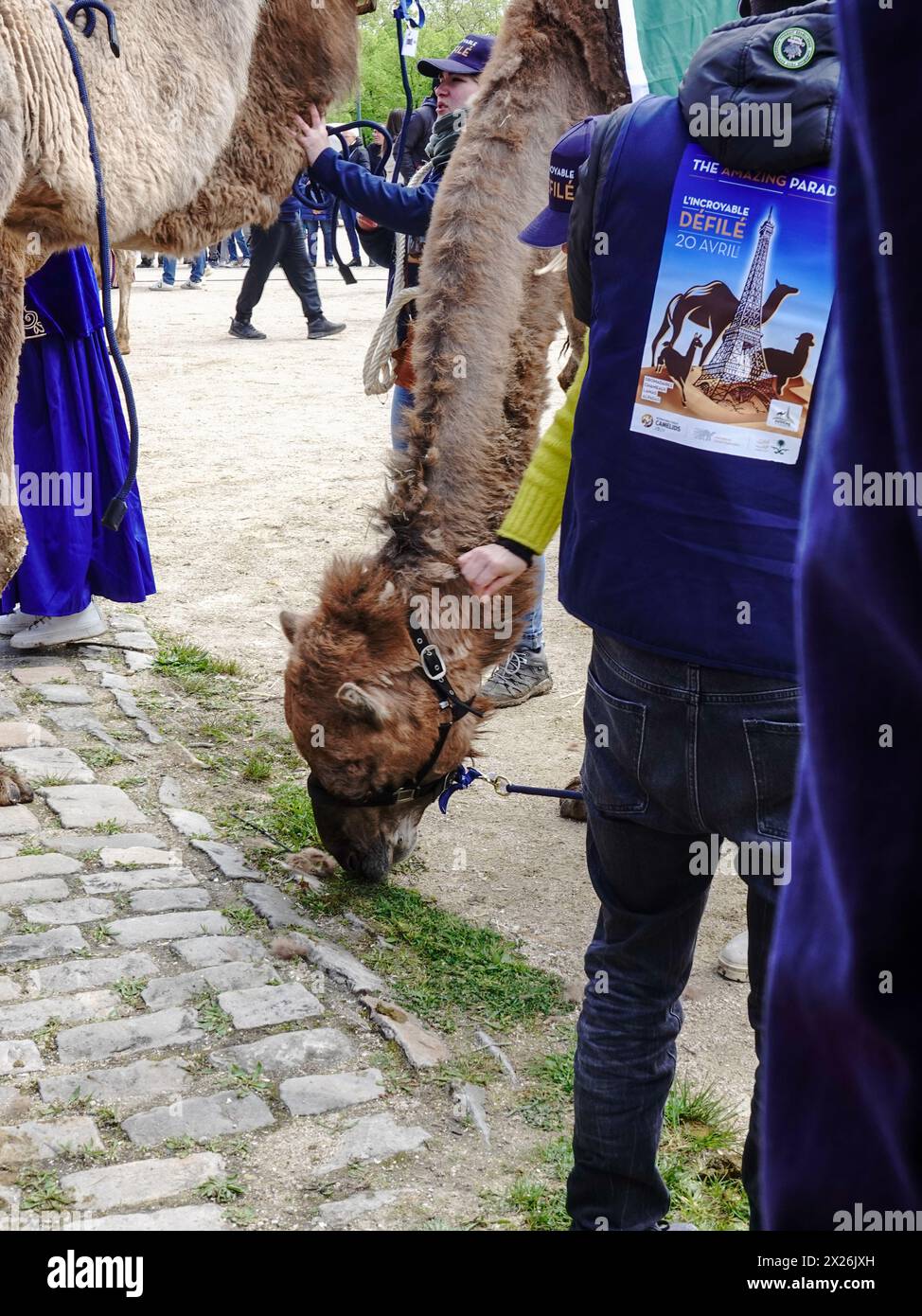 Paris, France, Europe, 20 April, 2024: Camel Parade Paris. A crowd of ...