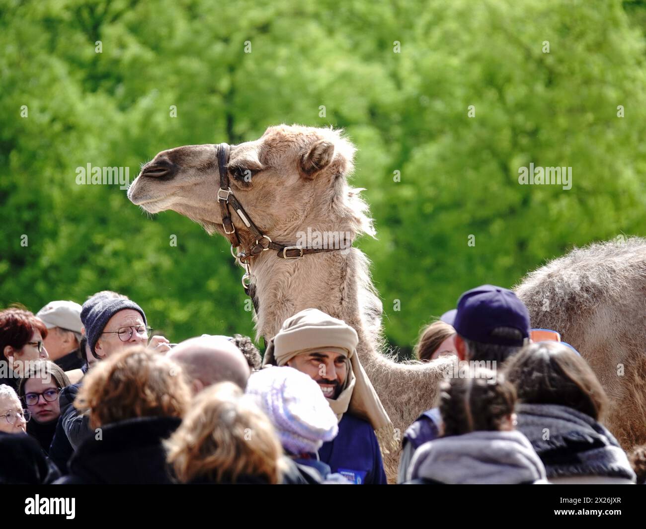 Paris, France, Europe, 20 April, 2024: Camel Parade Paris. A crowd of ...