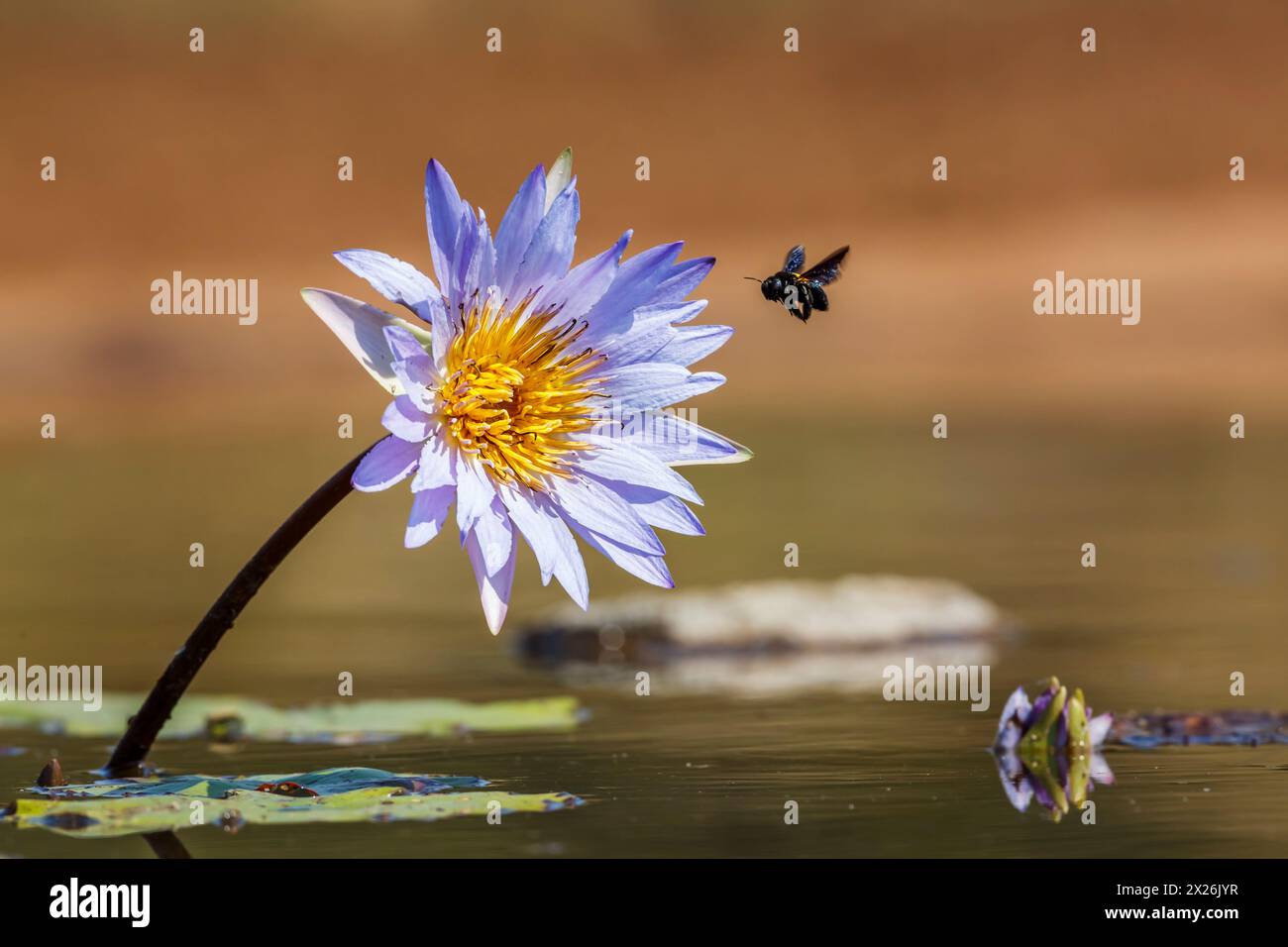 Water lily flower with flying bug in Kruger National park, South Africa ...