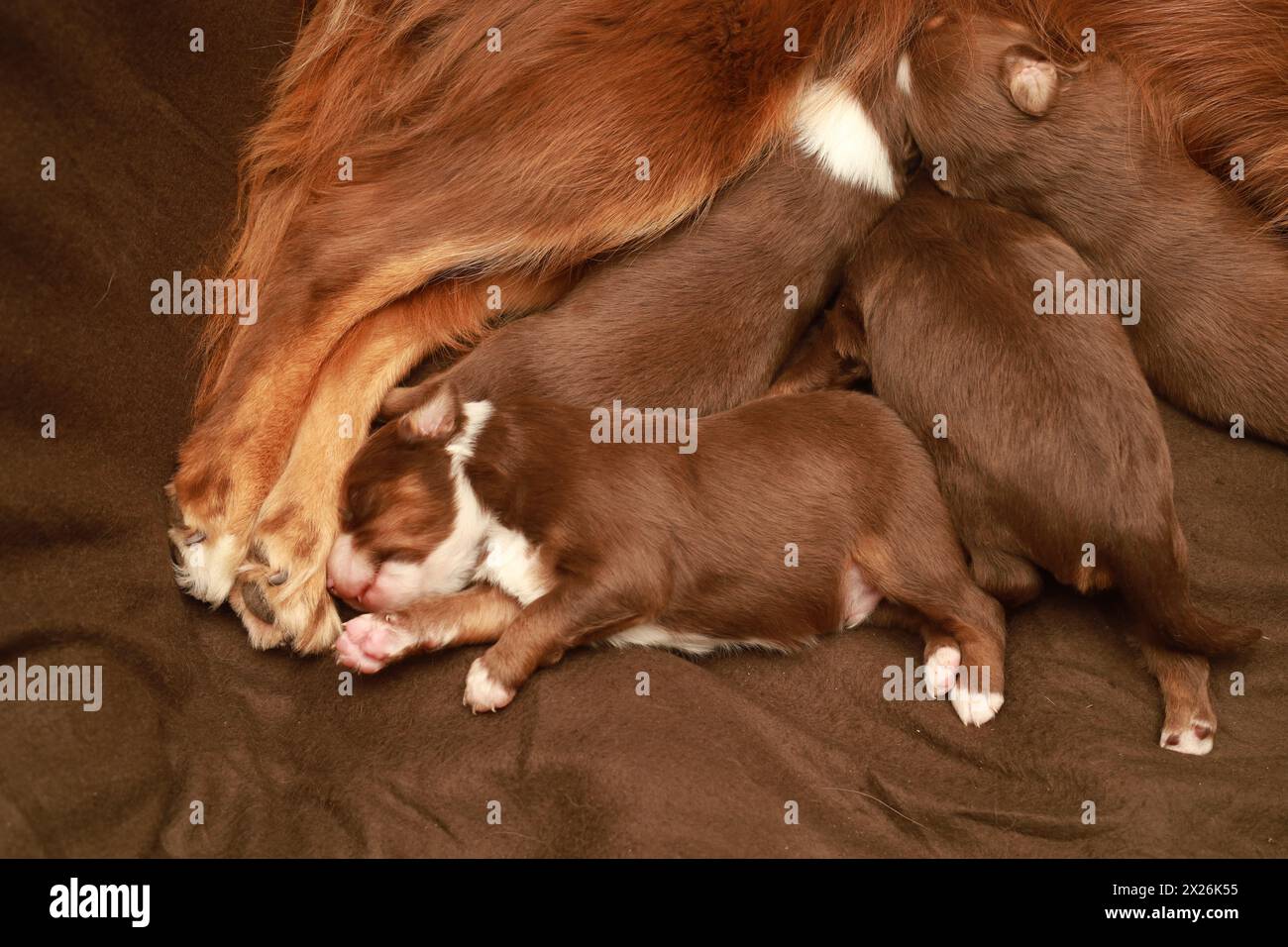 Puppy beside mother hi-res stock photography and images - Alamy