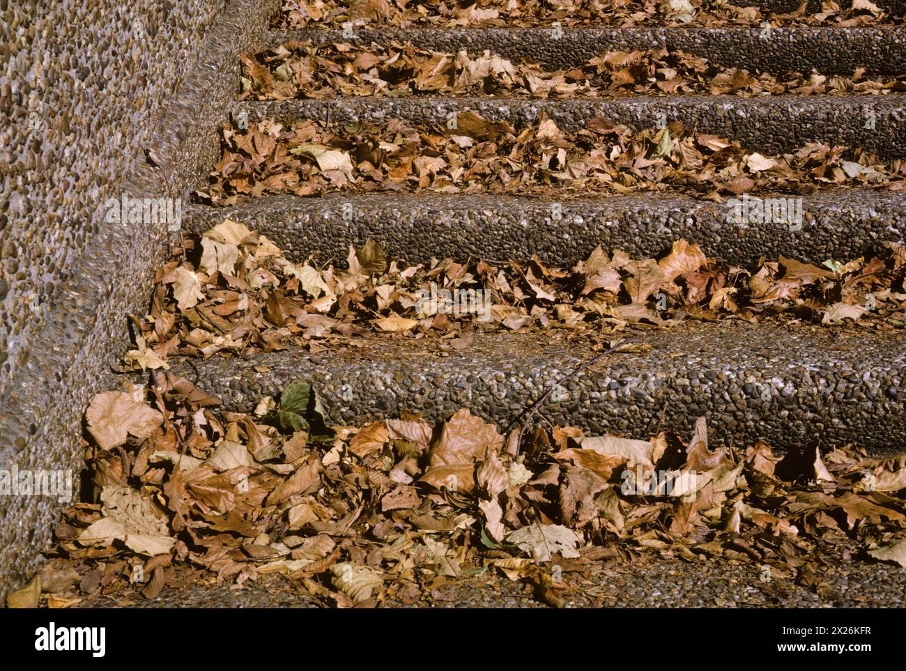 Washington, D.C. Autumn Leaves, Winter Coming Soon Stock Photo - Alamy
