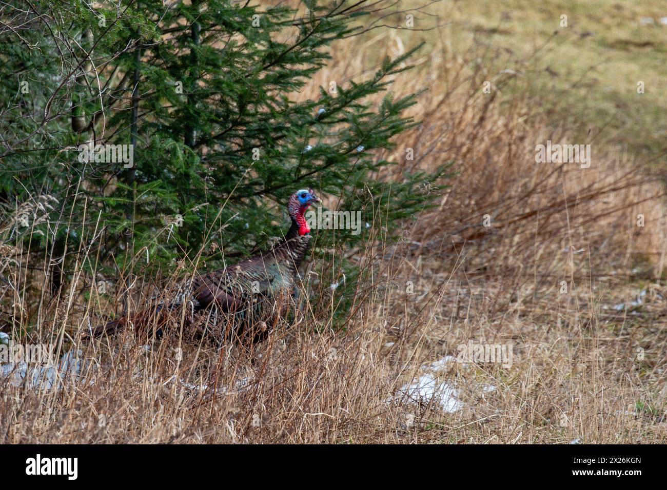 Eastern wild turkey (Meleagris gallopavo) walking through a Wisconsin ...