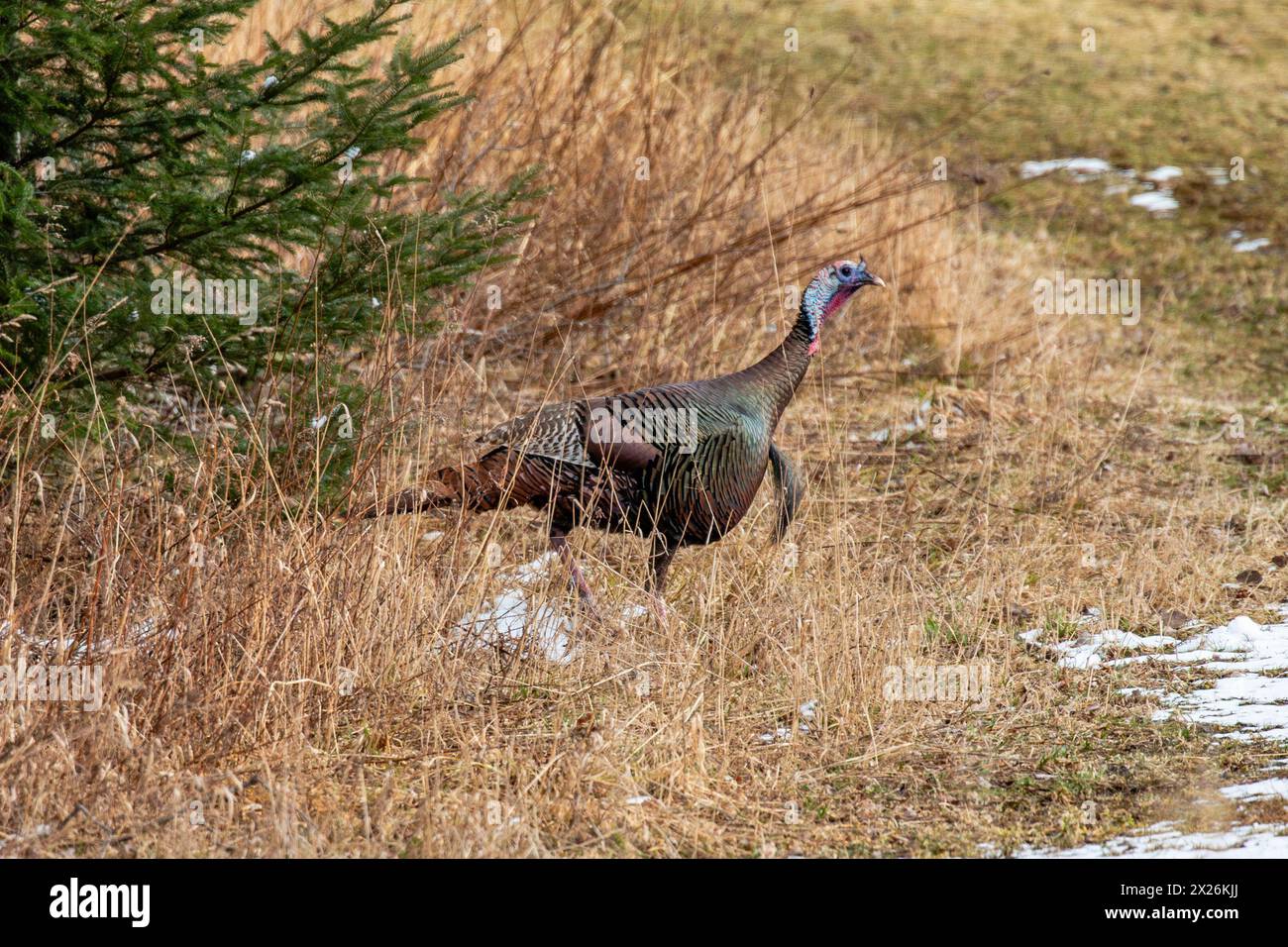 Eastern wild turkey (Meleagris gallopavo) walking through a Wisconsin ...
