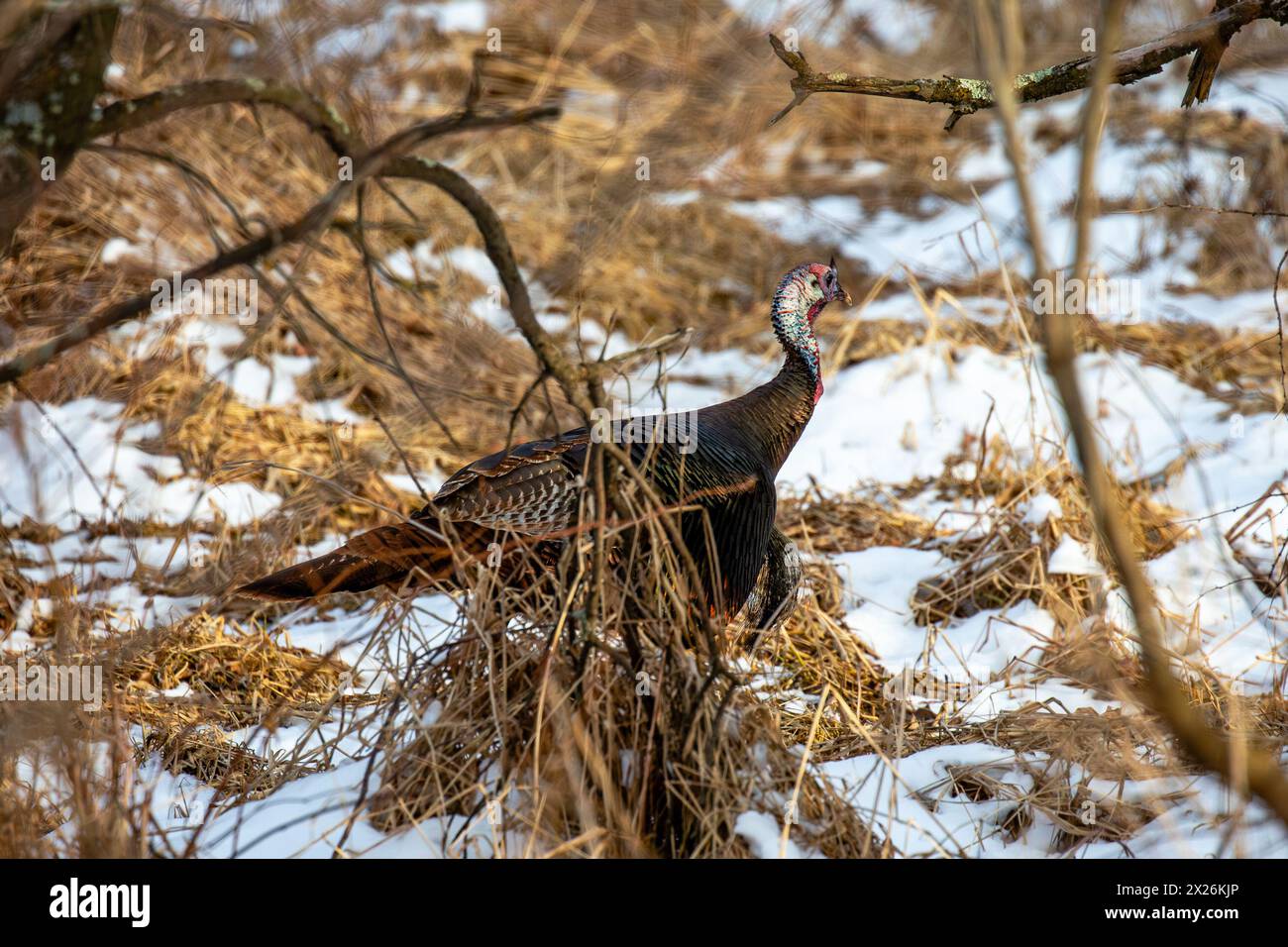 Eastern wild turkey (Meleagris gallopavo) walking through a Wisconsin ...