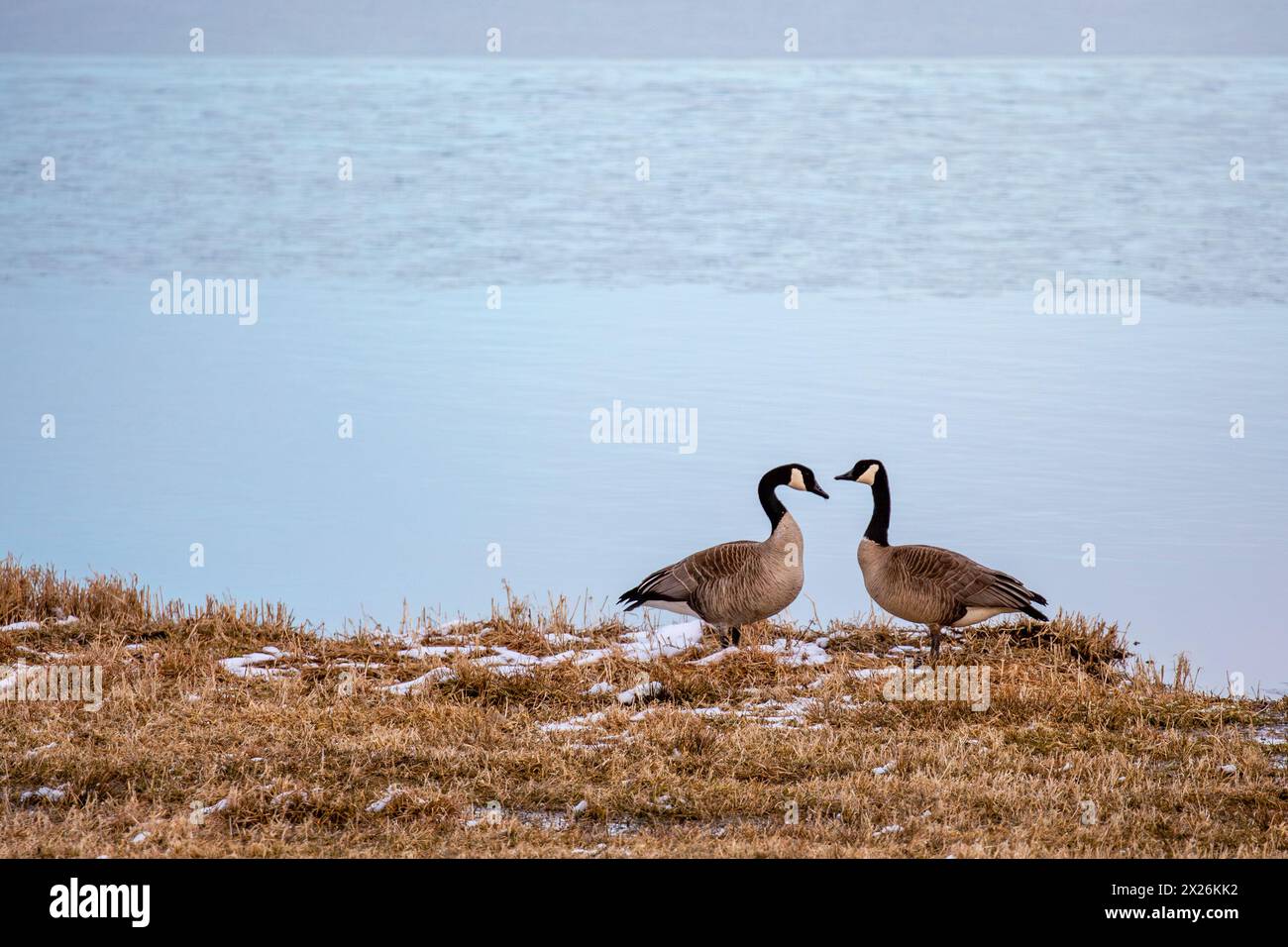 Wild Canada geese (Branta canadensis) getting ready for the mating ...