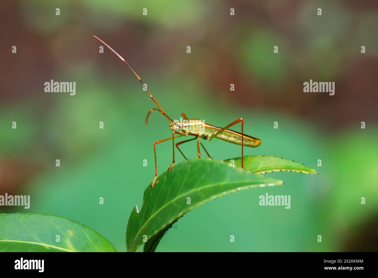 A detailed capture of a Leptocorisa oratoria showcasing its slender ...