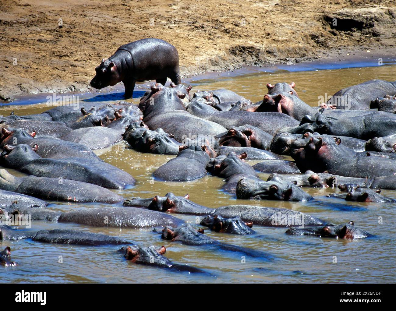 Waehrend der Trockenzeit liegt eine Flusspferdherde dichtgedraengt im ...