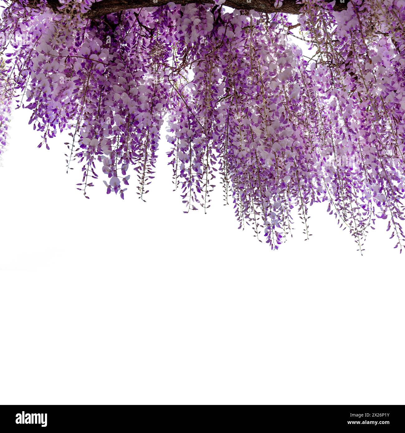 White wisteria tree hi-res stock photography and images - Alamy