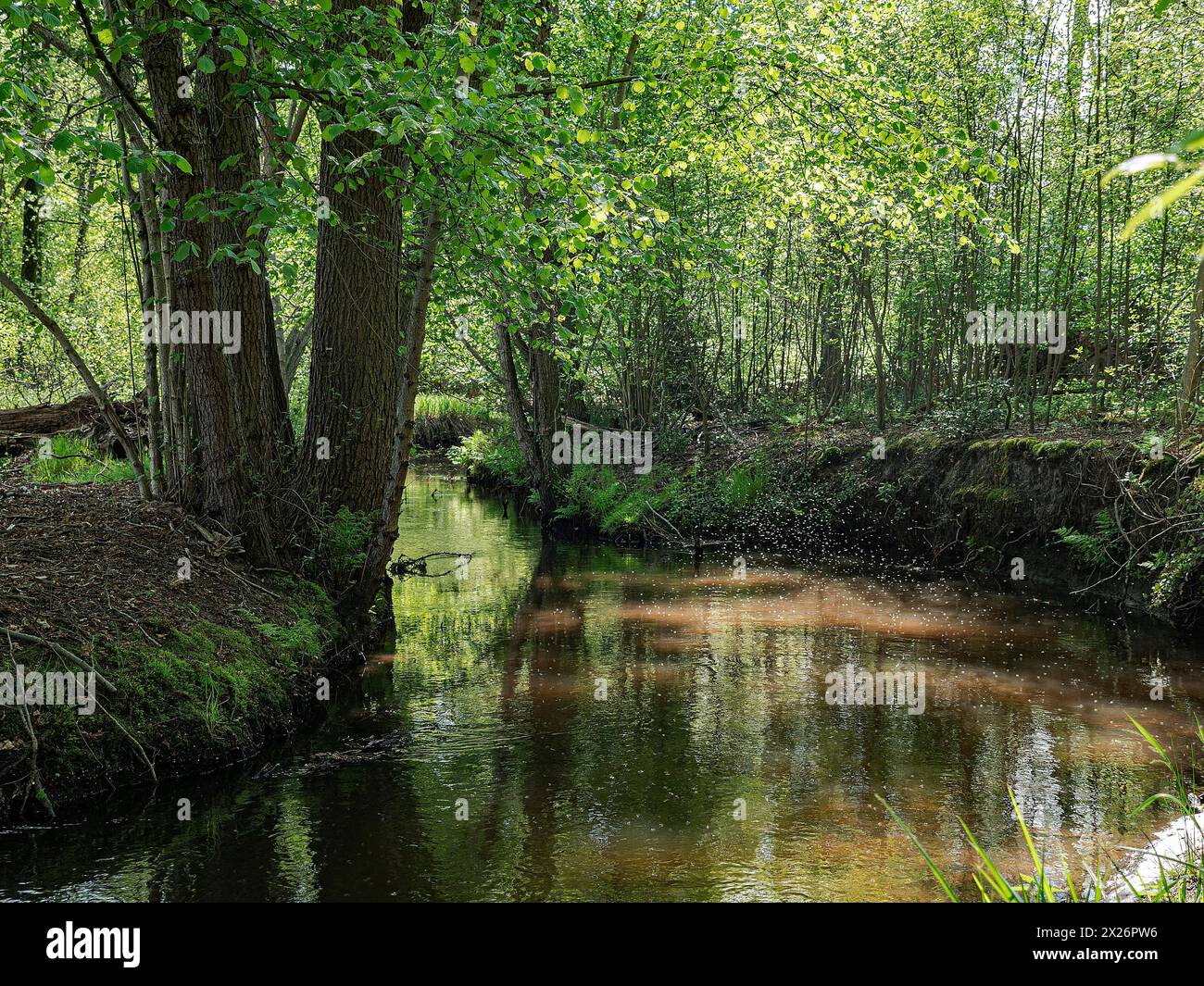 Stream and floodplain of the Dalke with alder forest in spring ...