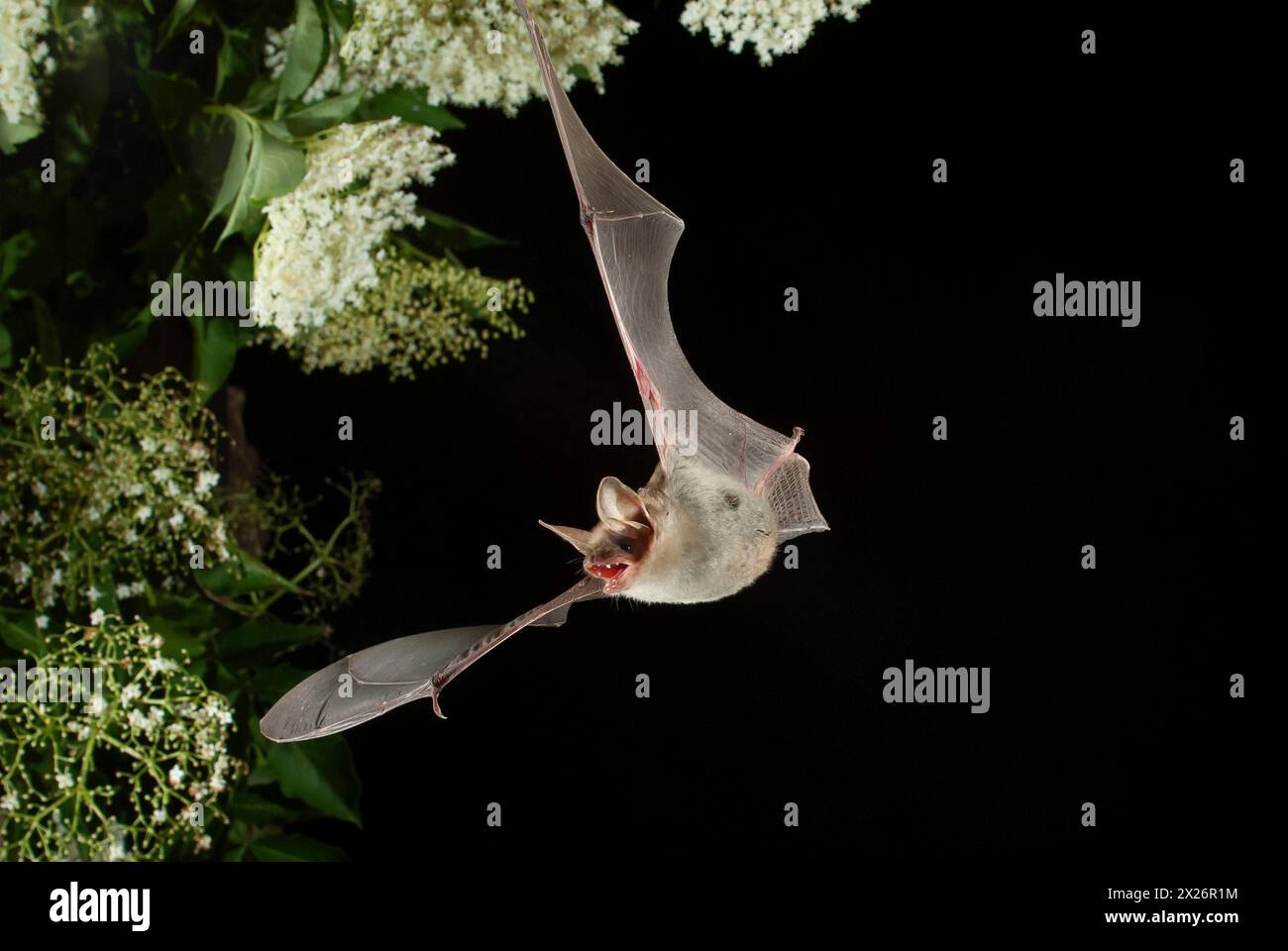 Greater mouse-eared bat (Myotis myotis) in flight hunting for insects ...