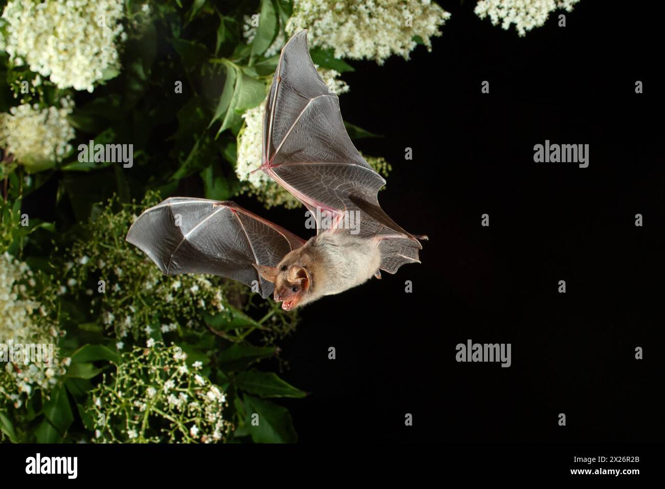 Elder plant mouse hi-res stock photography and images - Alamy