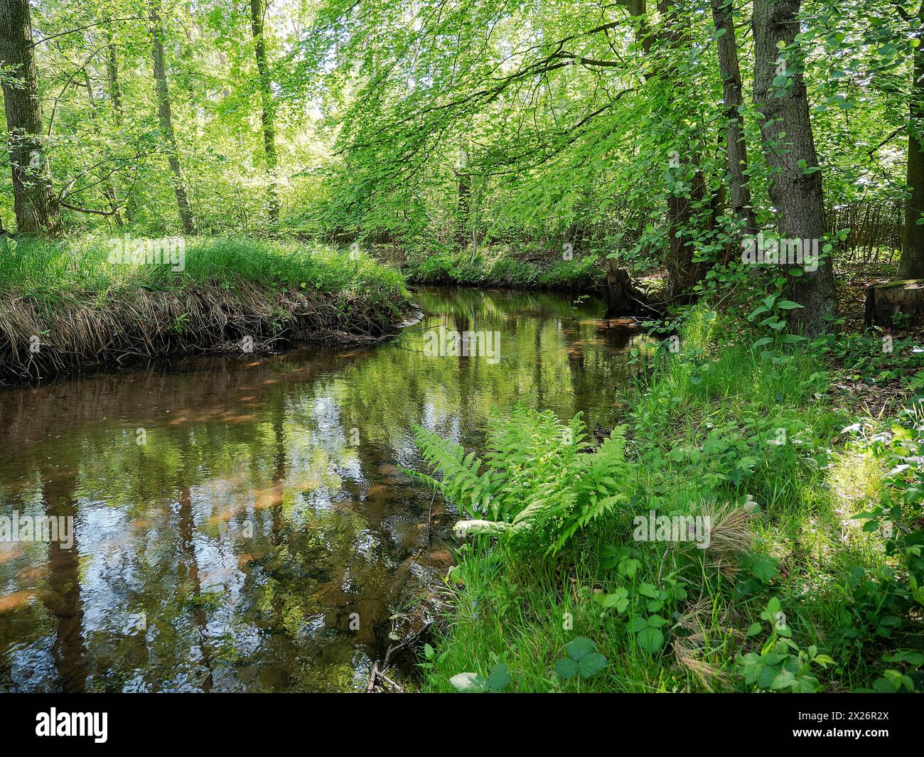 Stream and floodplain of the Dalke with alder forest in spring ...
