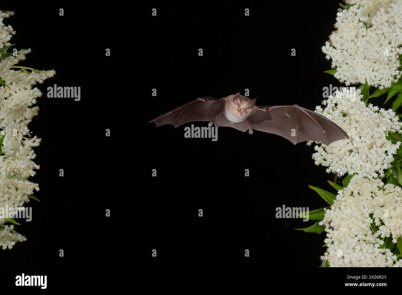 Greater horseshoe bat (Rhinolophus ferrumequinum) in flight on ...