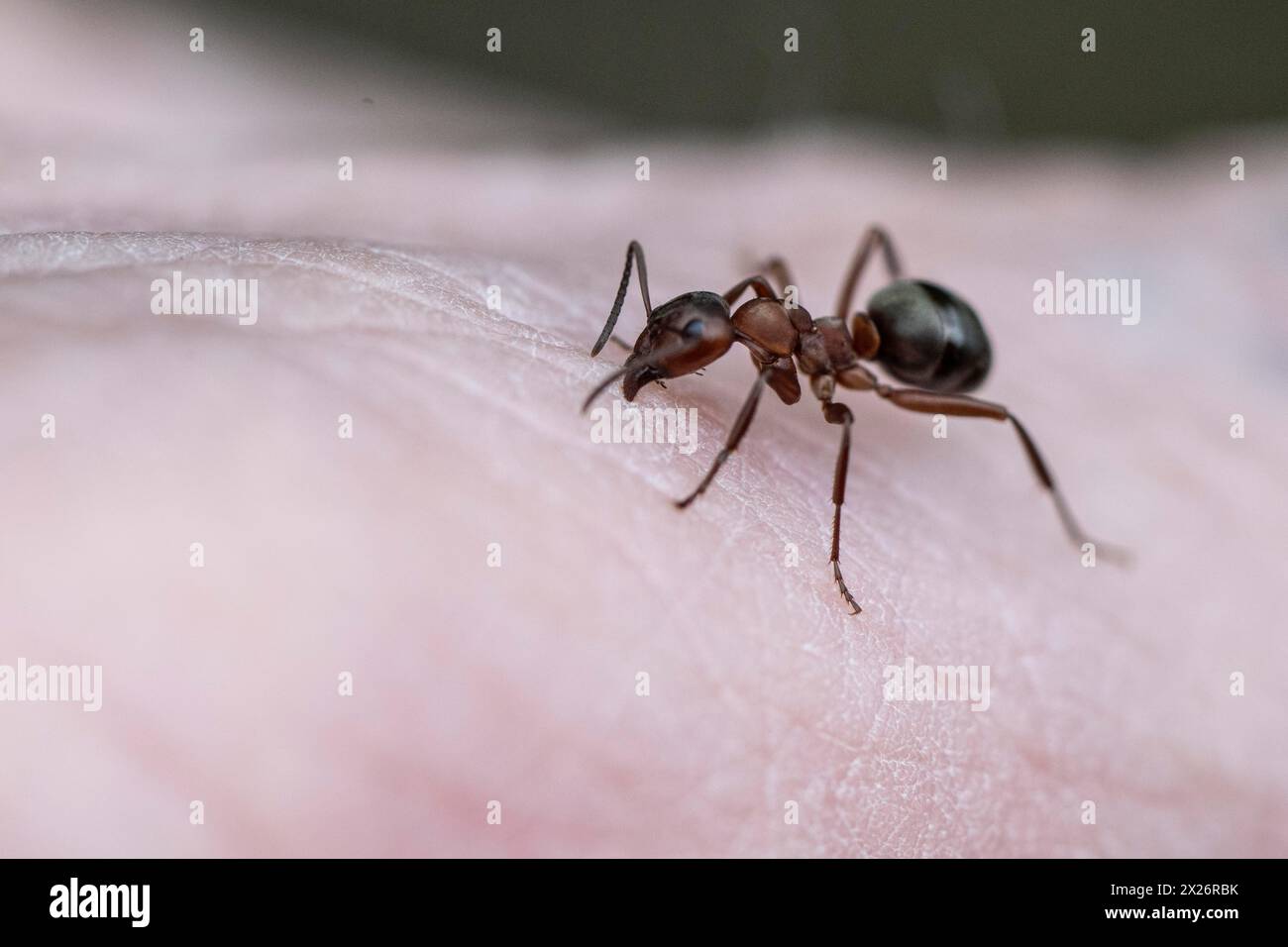 Formica rubra hi-res stock photography and images - Alamy