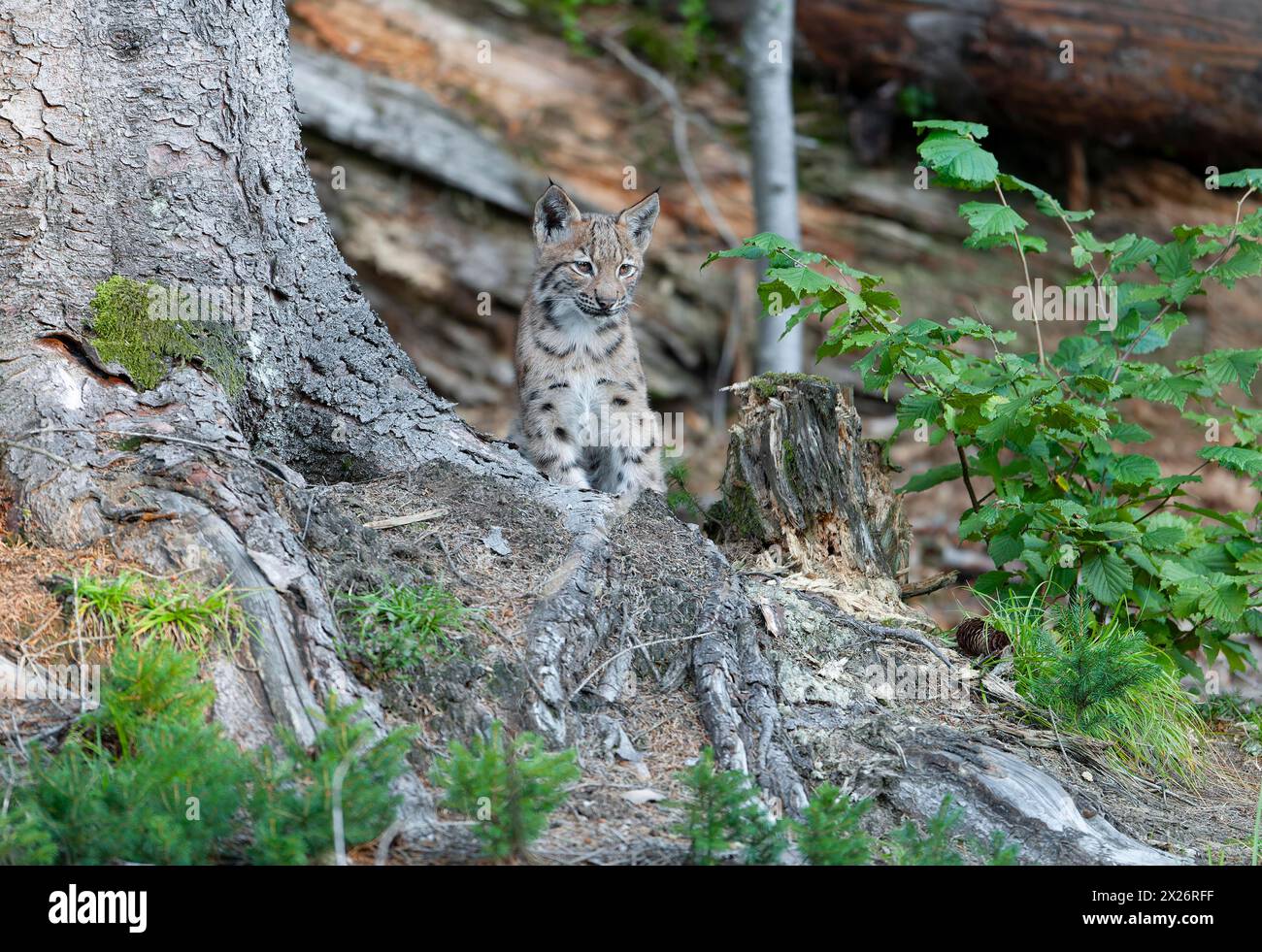 Eurasian lynx (Lynx lynx), young animal standing on a tree root and ...