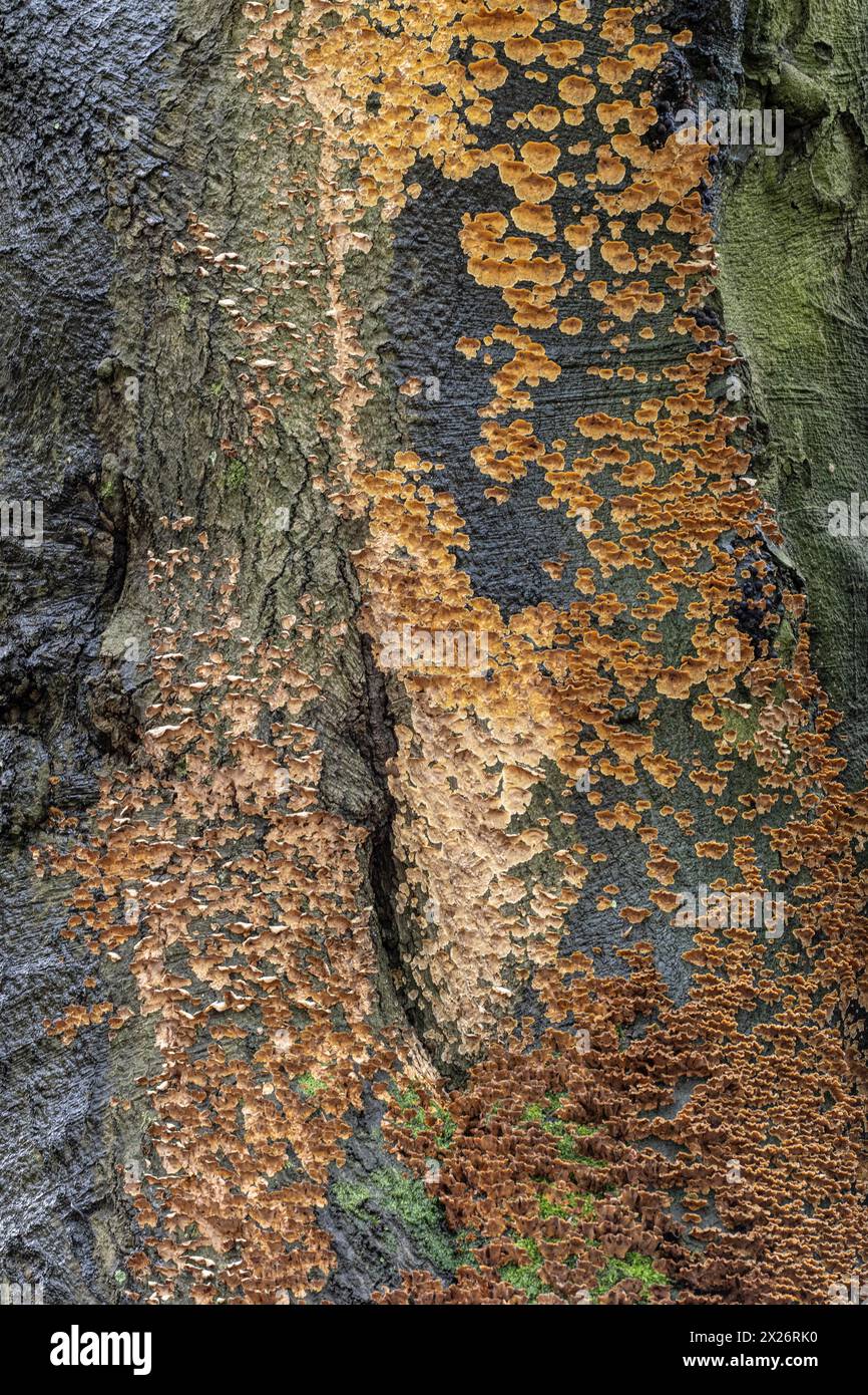 Bleeding oak crust (Stereum gausapatum), mass infestation on a copper ...