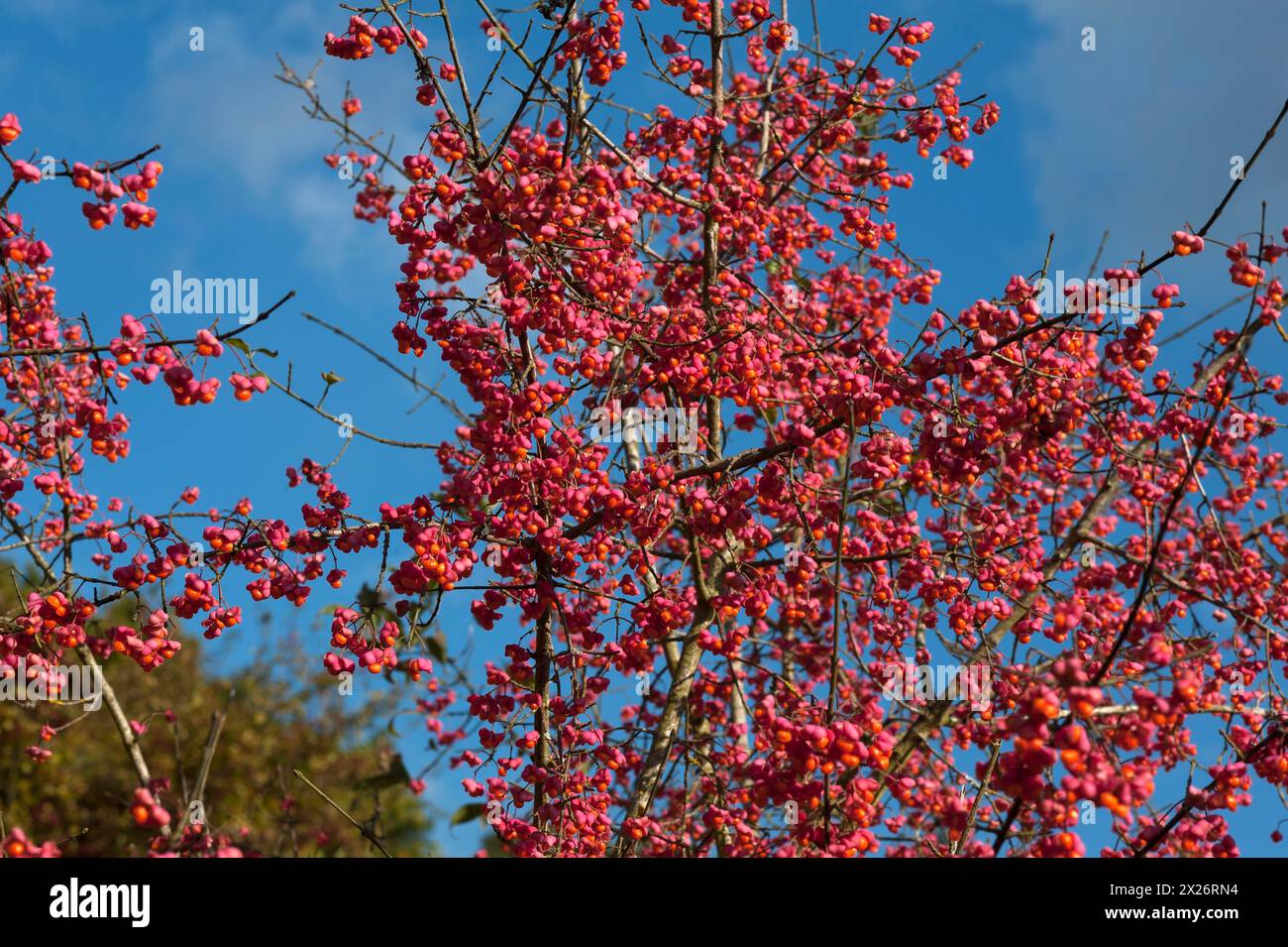 Flowering european spindle (Euonymus europaeus), also known as common ...