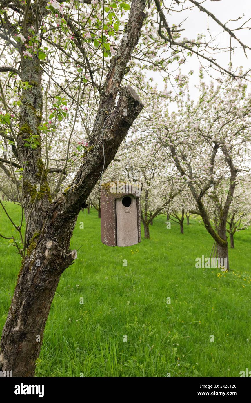 Nesting box for songbirds, meadow orchard, flowering apple trees, Baden ...